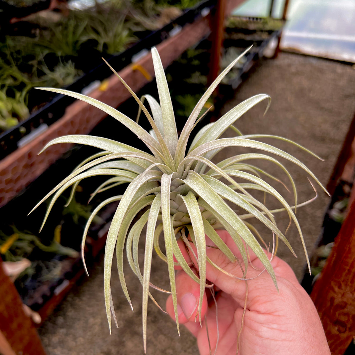 Mima v Chilitensis Medium (Minimum Order 5) – Bulk Air Plants