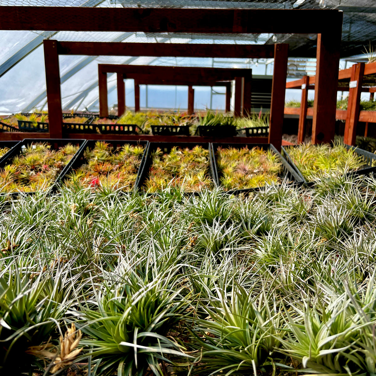 Wholesale Stricta Purple Haze Air Plants Bulk Resale – Bulk Air Plants