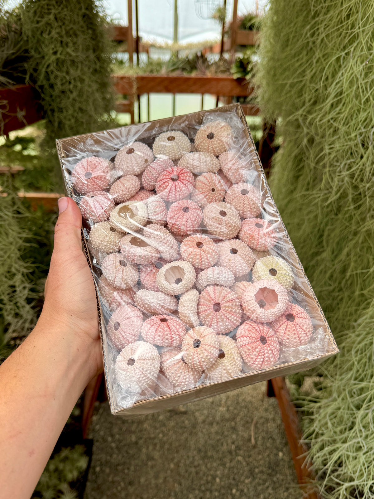 Sea Urchin Shell Small (Pink/White) (Minimum Order 25) – Bulk Air Plants