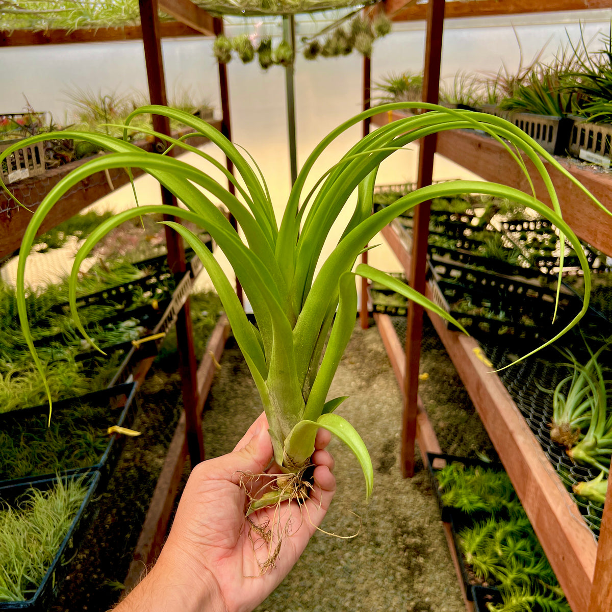 Wholesale Stricta Purple Haze Air Plants Bulk Resale – Bulk Air Plants