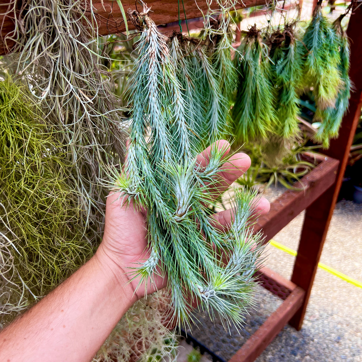 Funckiana Hanging Clump (No Minimum) – Bulk Air Plants