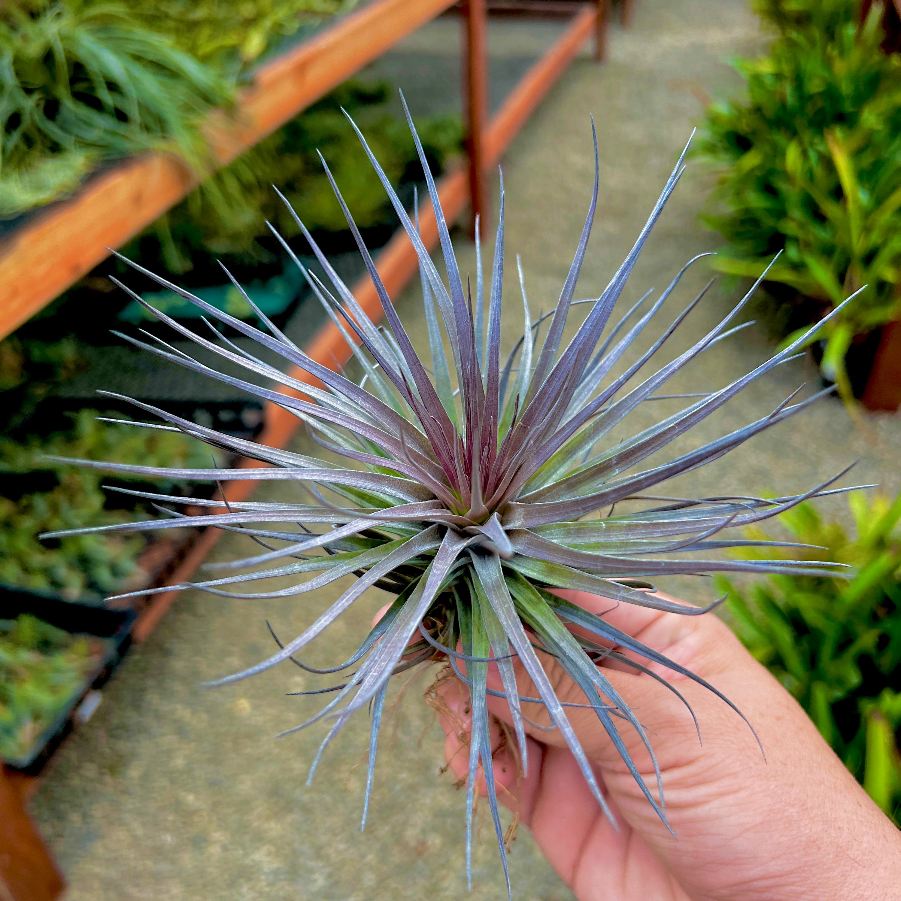Stricta Iridescent (Minimum Order 3) – Bulk Air Plants