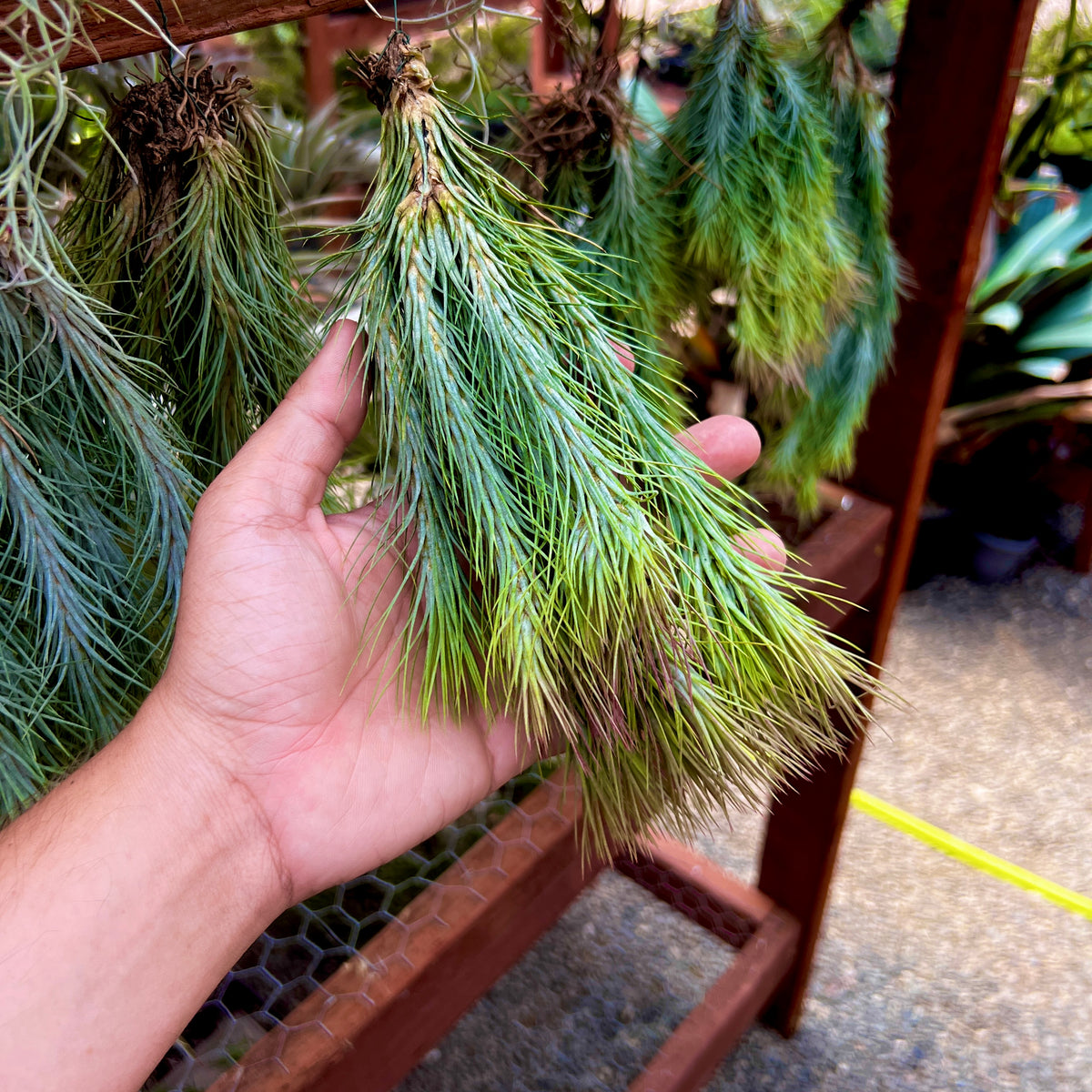 Funckiana Hanging Clump (No Minimum) – Bulk Air Plants