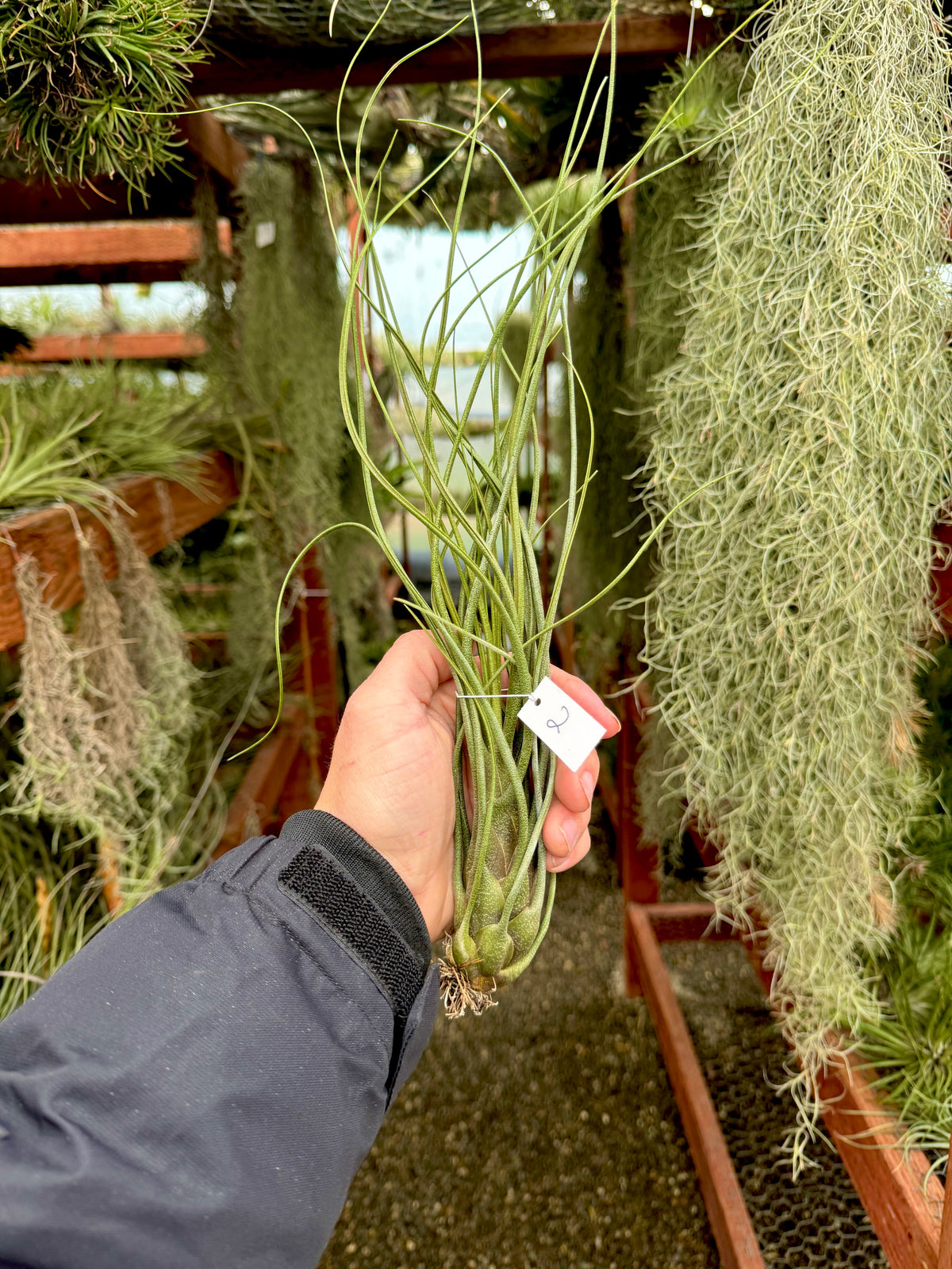 Butzii Giant (No Minimum) – Bulk Air Plants