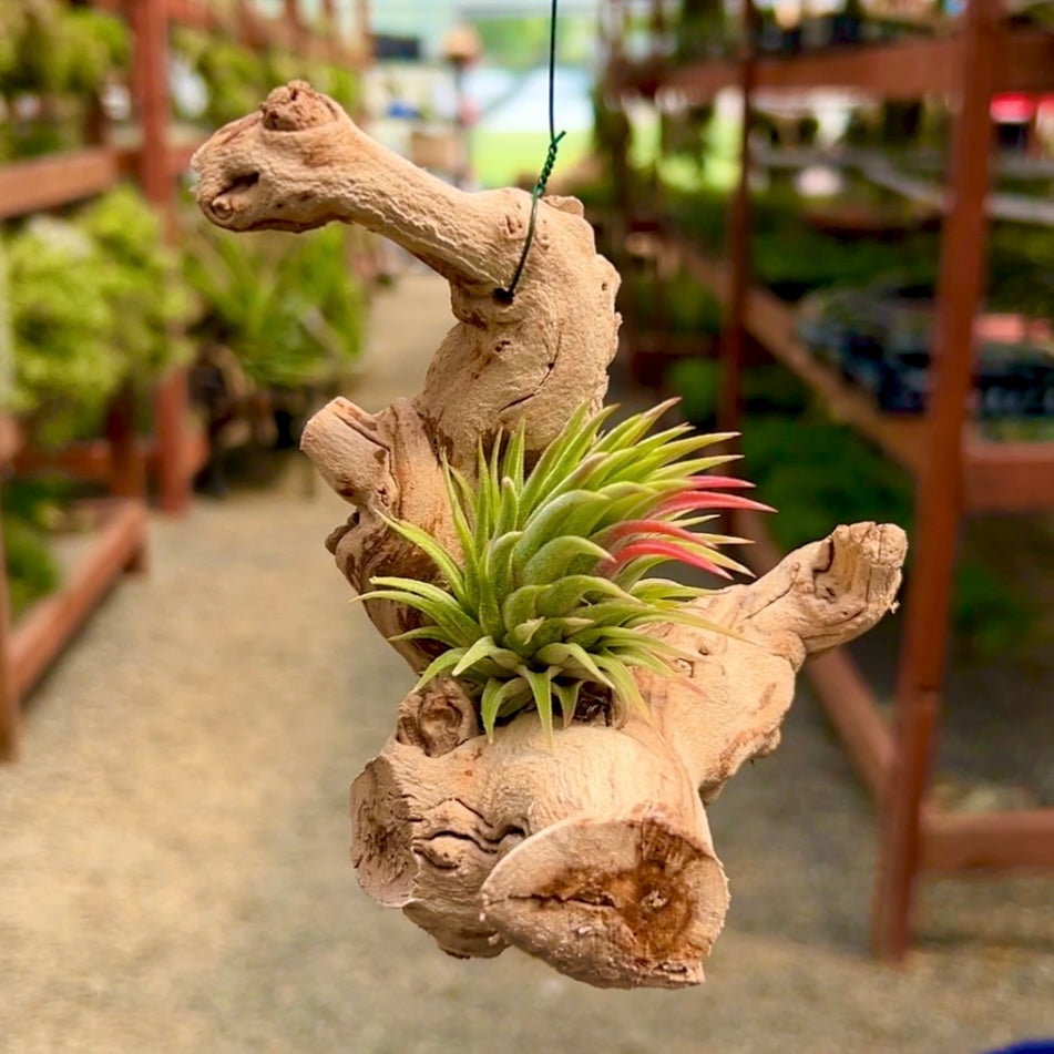 Hanging Grapewood Small Branch Display (Minimum Order 3) – Bulk Air Plants