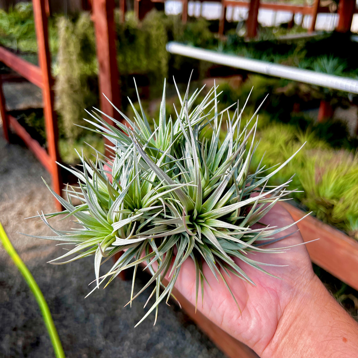 Wholesale Stricta Purple Haze Air Plants Bulk Resale – Bulk Air Plants