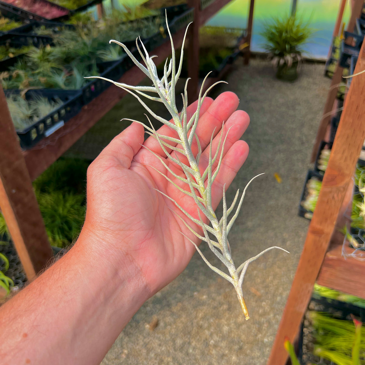 Paleacea ‘Flaca’ Single (Minimum Order 5) – Bulk Air Plants