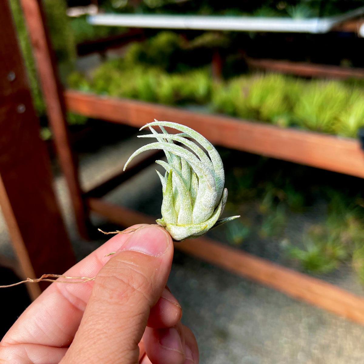 Mitlaensis Seedling (Minimum Order 10) – Bulk Air Plants