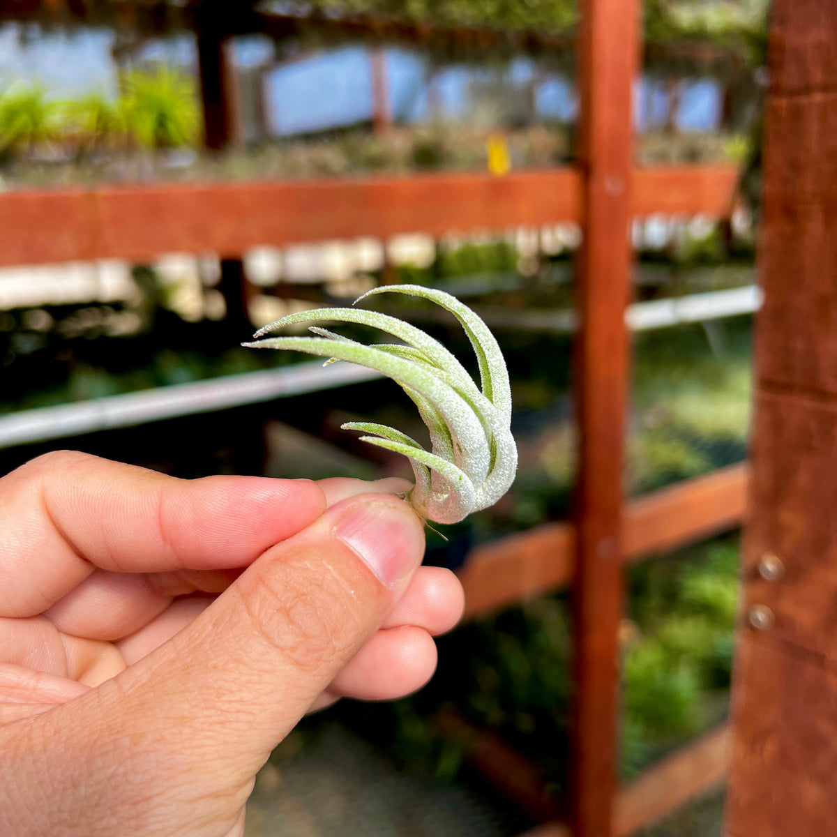 Mitlaensis Seedling (Minimum Order 10) – Bulk Air Plants