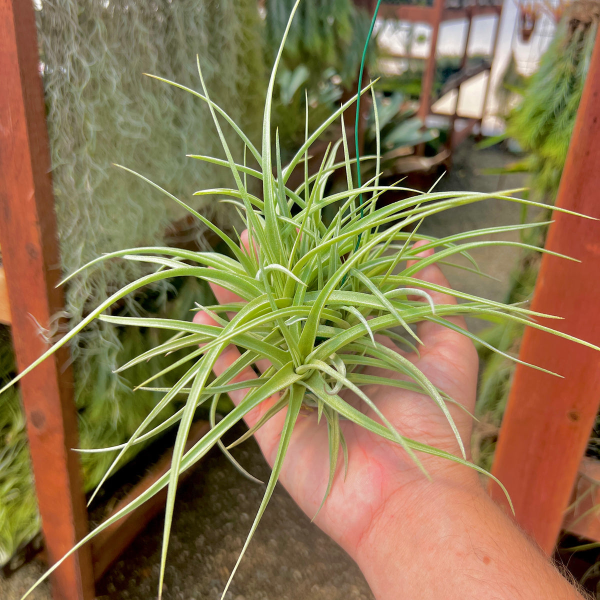 Peru Inca Gold Hanging Clump (No Minimum) – Bulk Air Plants