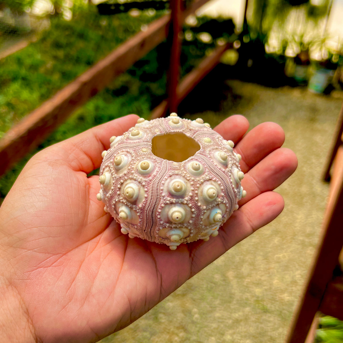 Sputnik Sea Urchin Shell Giant (Shell Only) (Minimum Order 5) – Bulk ...