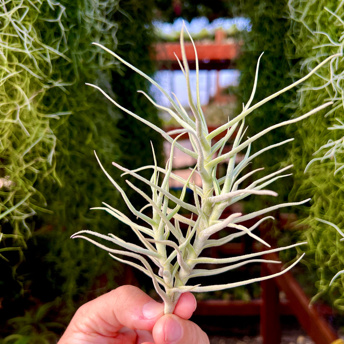 Paleacea Maxima (Minimum Order 5) – Bulk Air Plants