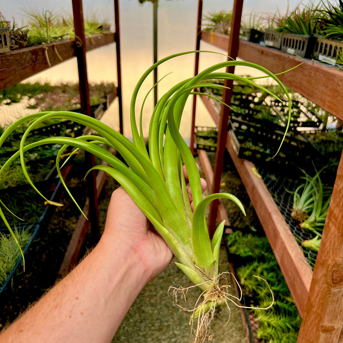 Wholesale Stricta Purple Haze Air Plants Bulk Resale – Bulk Air Plants