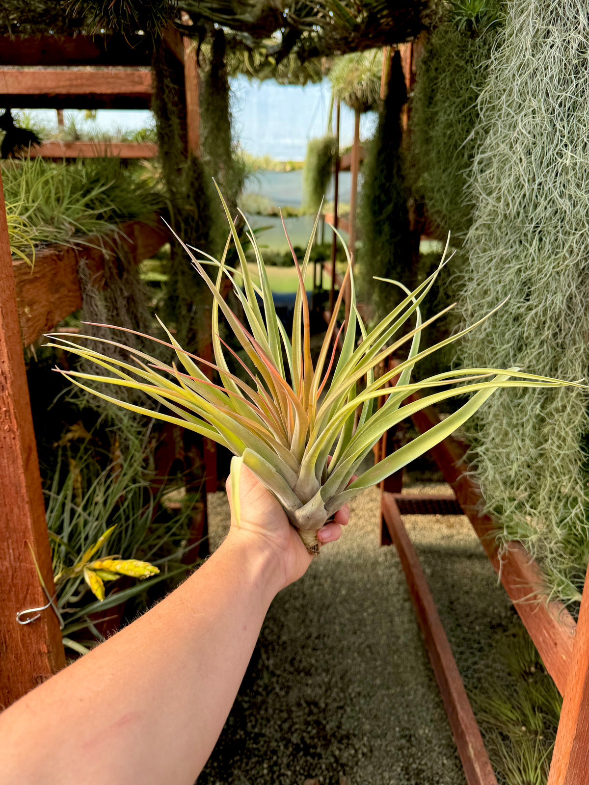 Capitata Hybrid Large (No Minimum) – Bulk Air Plants