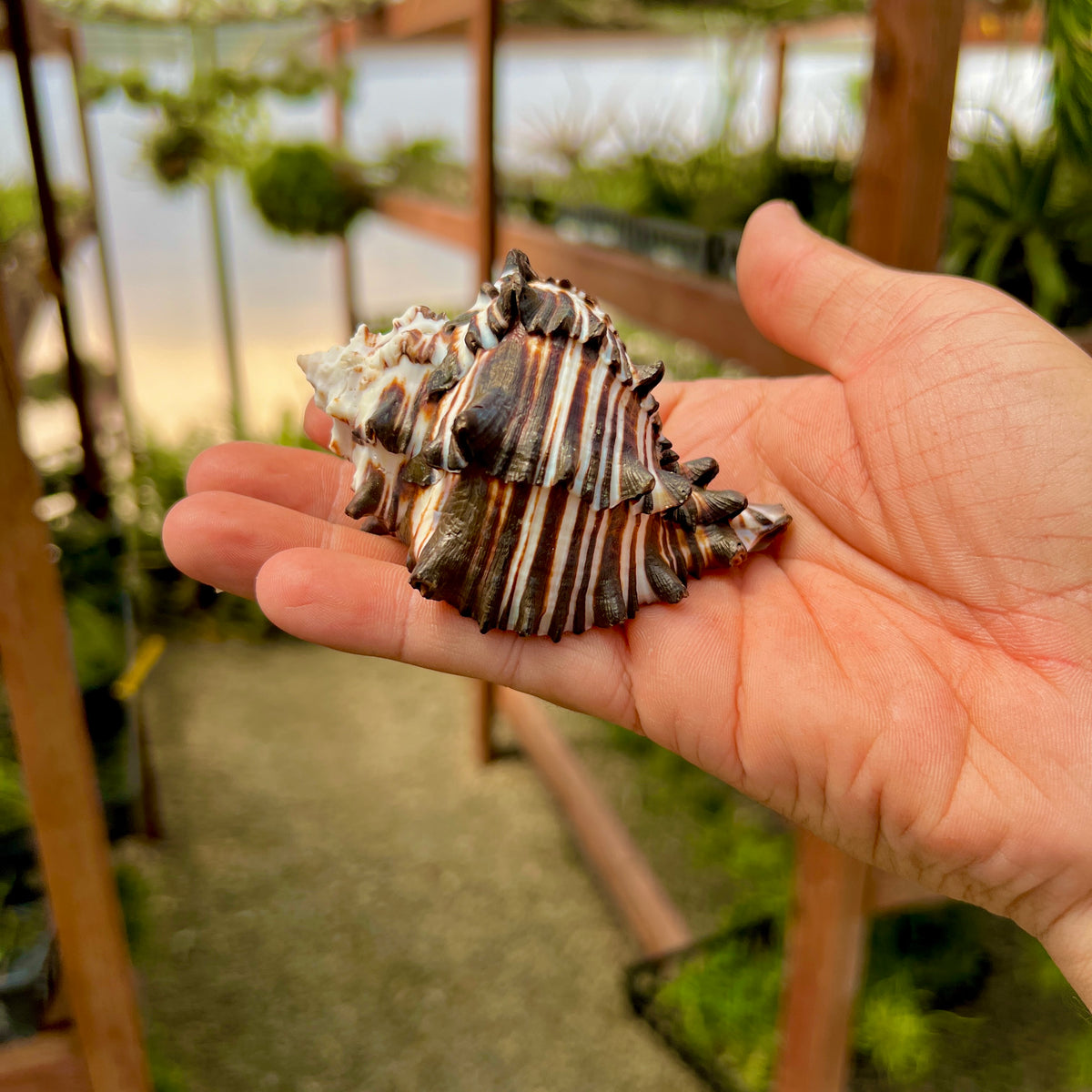 Zebra Murex Shell 3"-4.5” (Minimum Order 5) – Bulk Air Plants