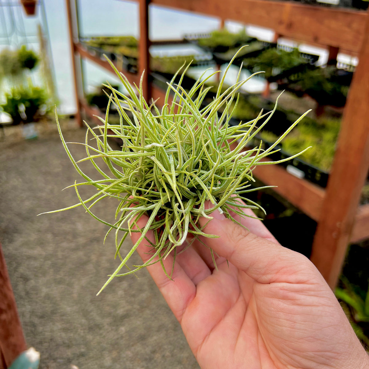 Wholesale Recurvata AKA Ball Moss Clump Air Plant *USA Native Plant ...