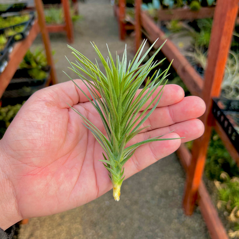 Araujei x Tenuifolia Medium (Minimum Order 5) – Bulk Air Plants