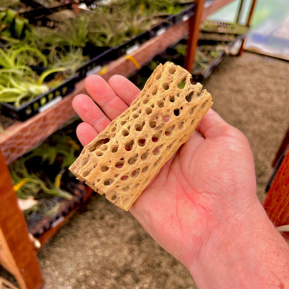 Cholla Wood Small (No Minimum) – Bulk Air Plants