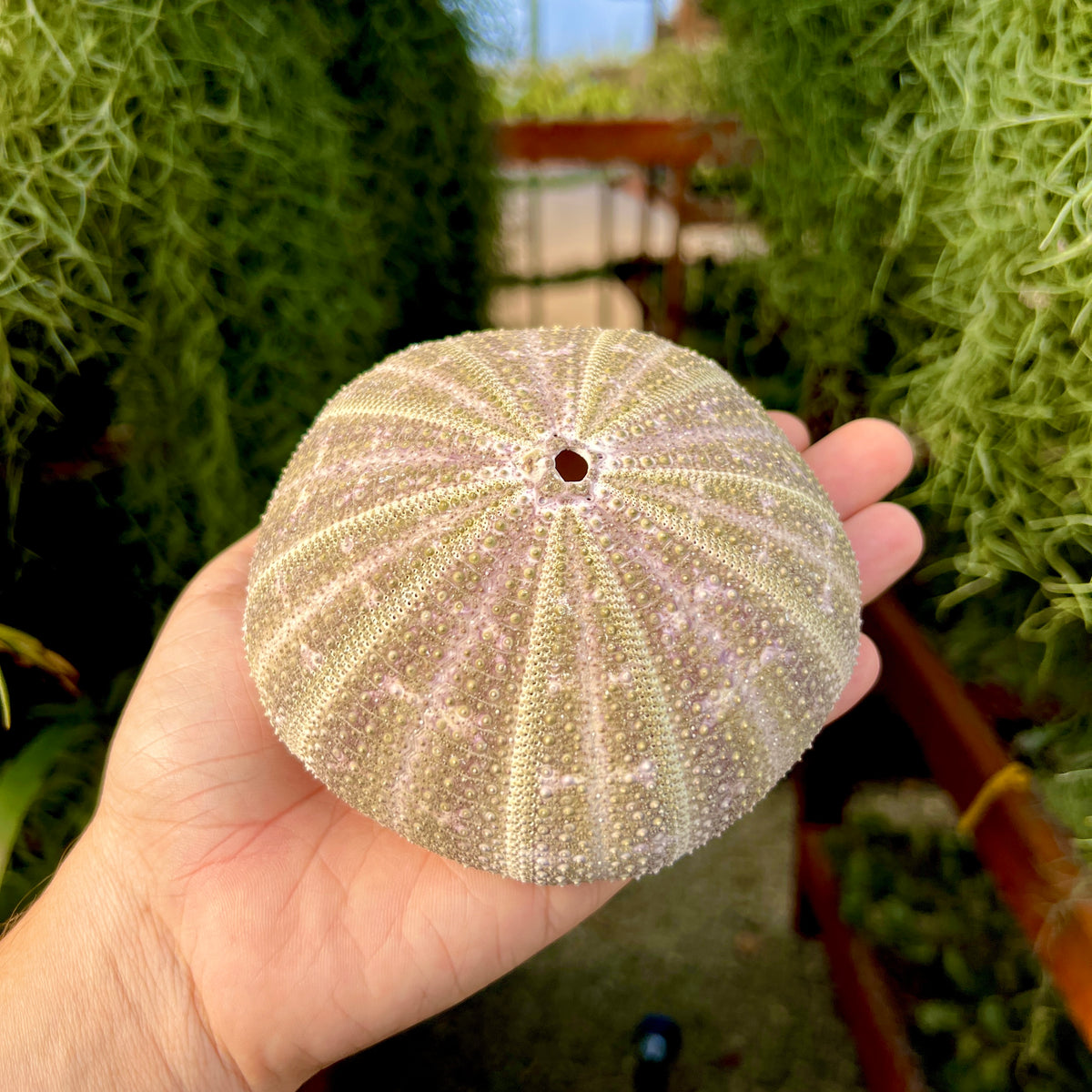 Gator Sea Urchin Shell XXL (No Minimum) – Bulk Air Plants