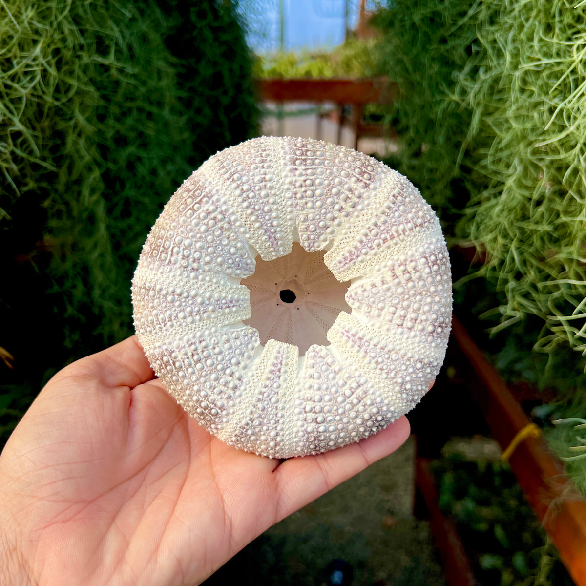 Gator Sea Urchin Shell XXL (No Minimum) – Bulk Air Plants