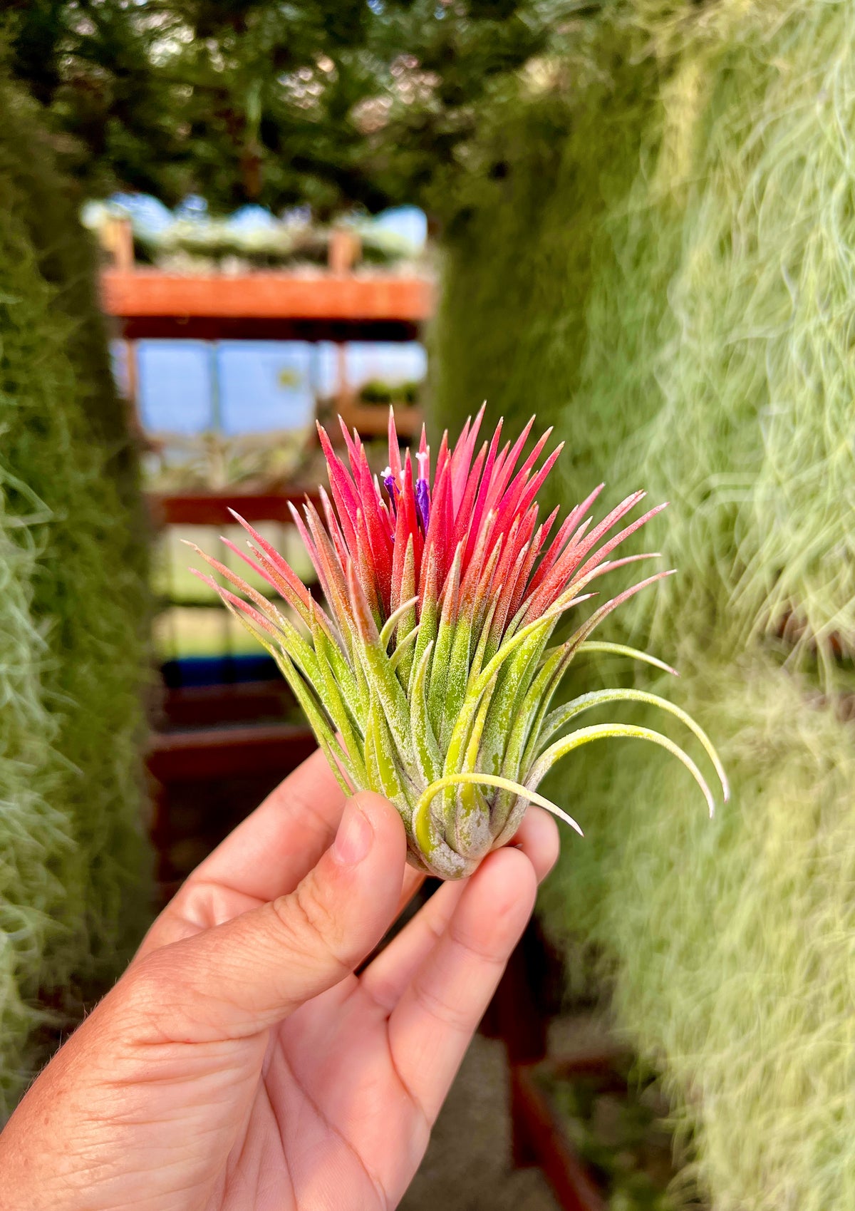 Wholesale Stricta Gray Air Plants – Bulk Air Plants