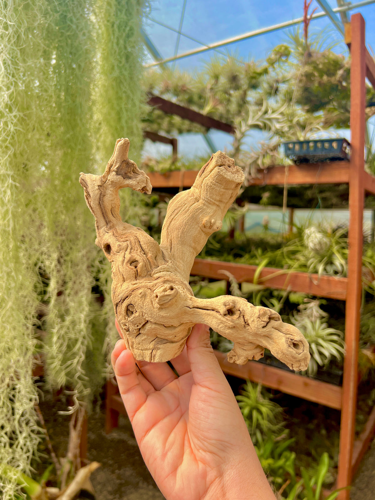 Grapewood Branch Small (No Minimum) – Bulk Air Plants