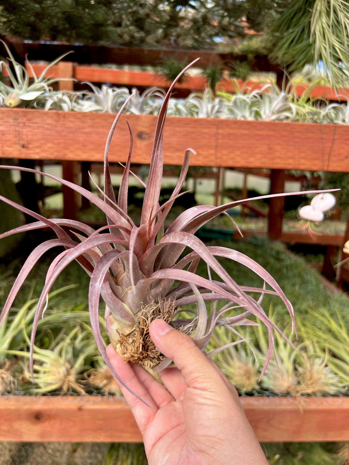 Capitata Rubra Medium (No Minumum) – Bulk Air Plants