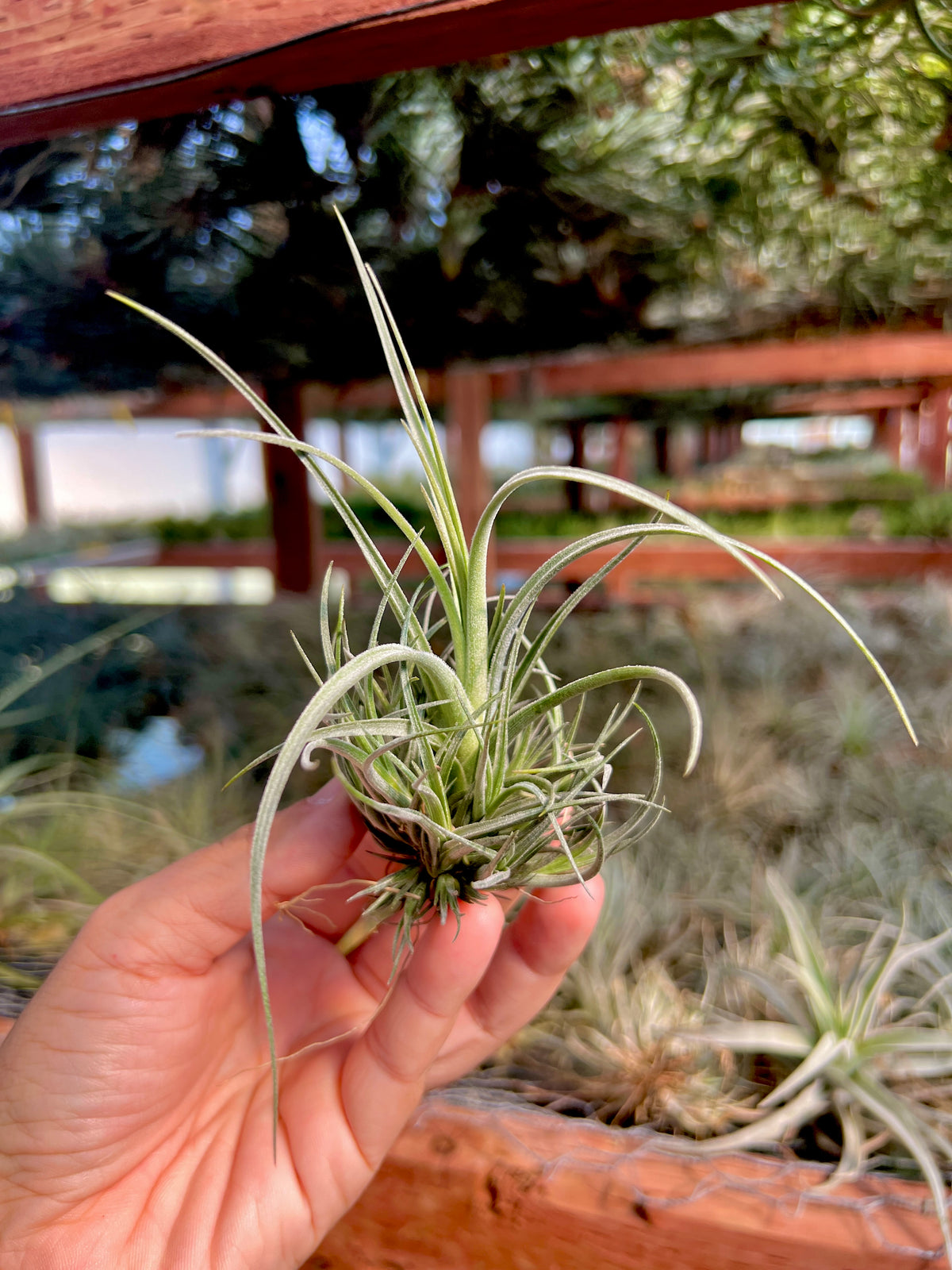Lorentziana Giant Form Small Clump (Minimum Order 5) – Bulk Air Plants
