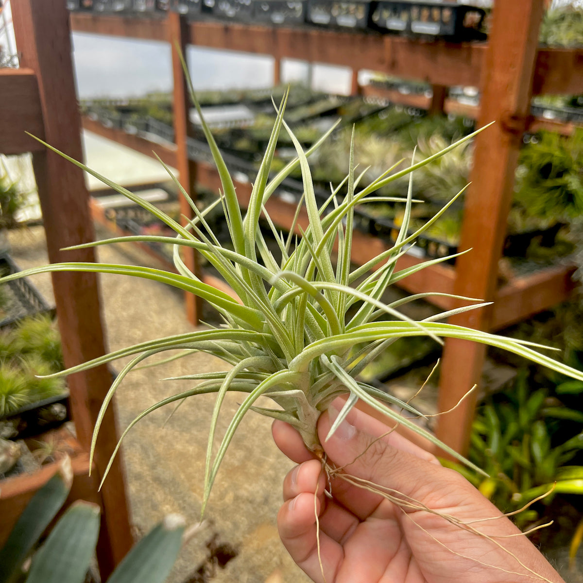Peru Inca Gold Clump (4 - 7 pups) (Minimum Order 3) – Bulk Air Plants