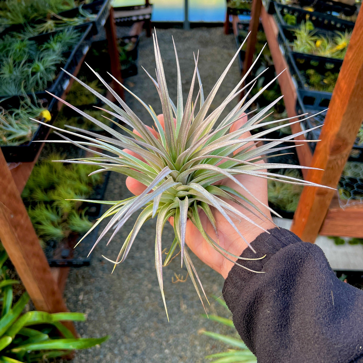 Air Plants Home Depot