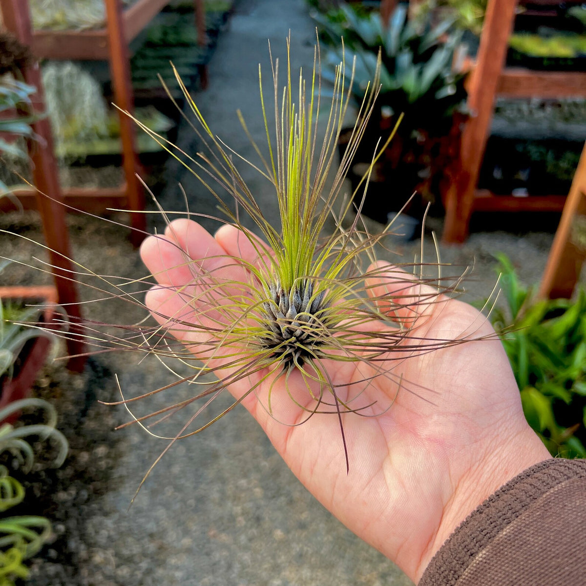 Filifolia Large (Minimum Order 5) – Bulk Air Plants