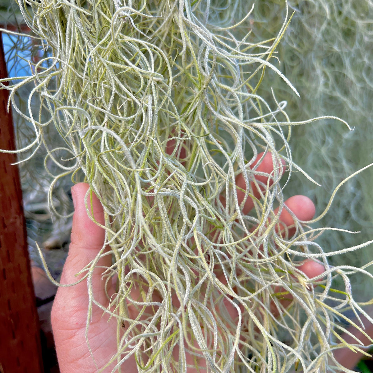 Usneoides (Spanish Moss) Gray Lg Clump (Minimum Order 3) SALE!!! – Bulk ...