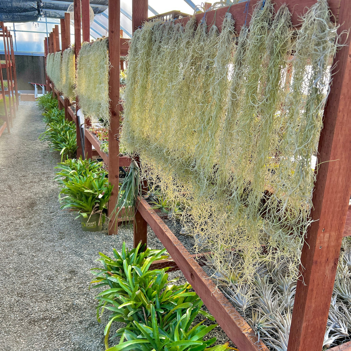 Spanish Moss Hanging Clump Large (Minimum Order 3) – Bulk Air Plants