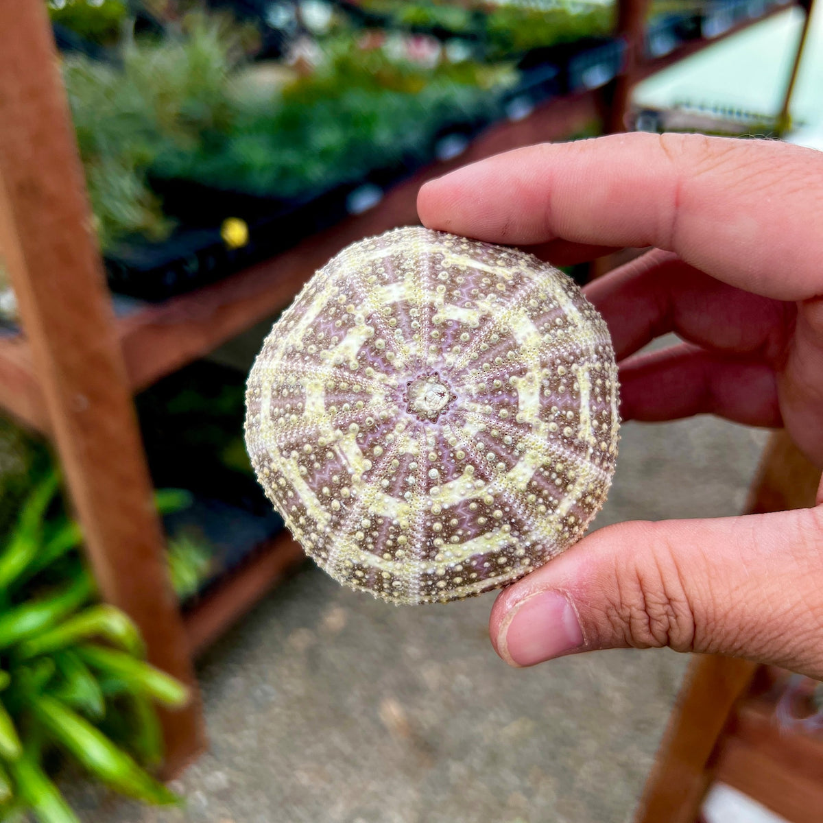 Gator Sea Urchin Shell Lg (Minimum Order 5) – Bulk Air Plants