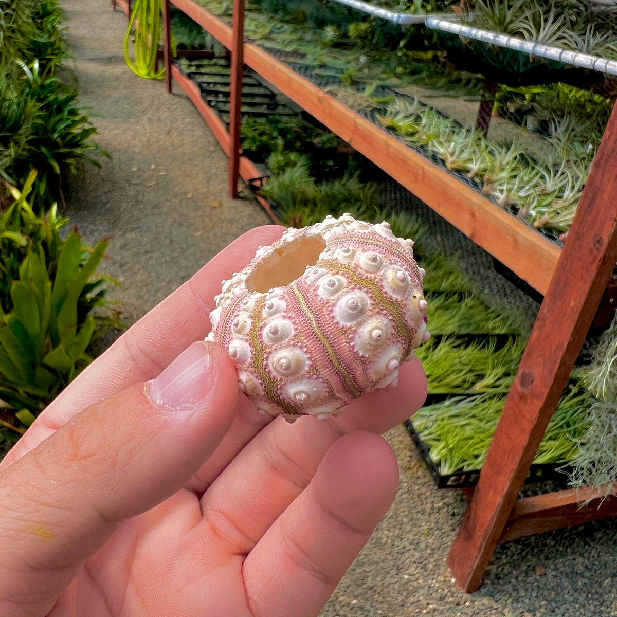 Sputnik Sea Urchin Shell Small (Shell Only) (Minimum Order 5) – Bulk ...