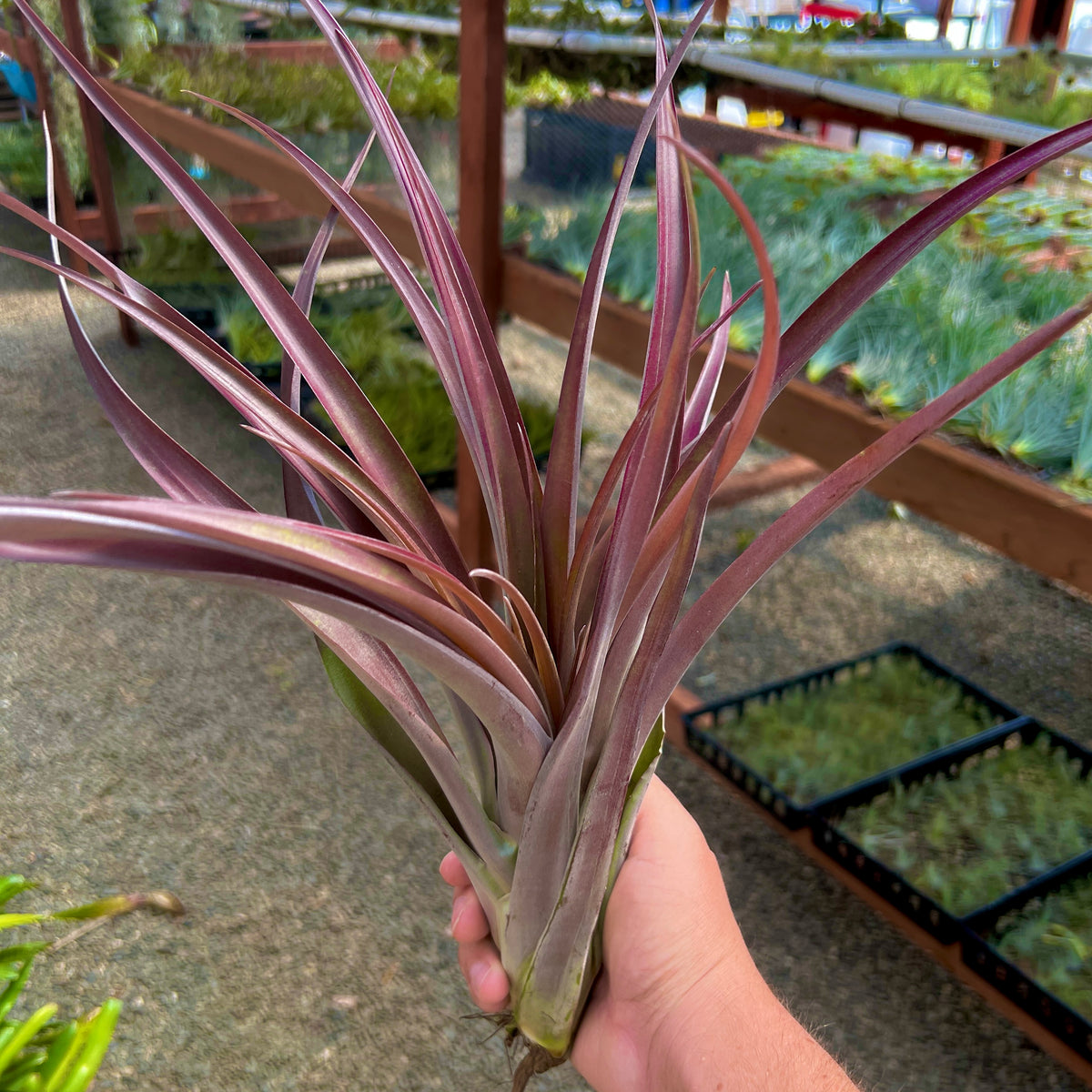 Flabellata Rubra Giant (No Minimum) – Bulk Air Plants