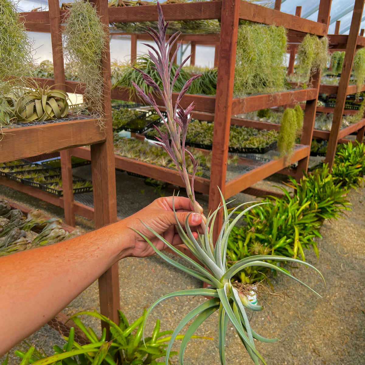 T. ‘Burnt Fingers’ (didisticha x duratii) (No Minimum) – Bulk Air Plants