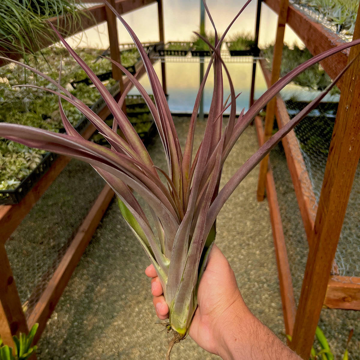 Flabellata Rubra Giant (No Minimum) – Bulk Air Plants