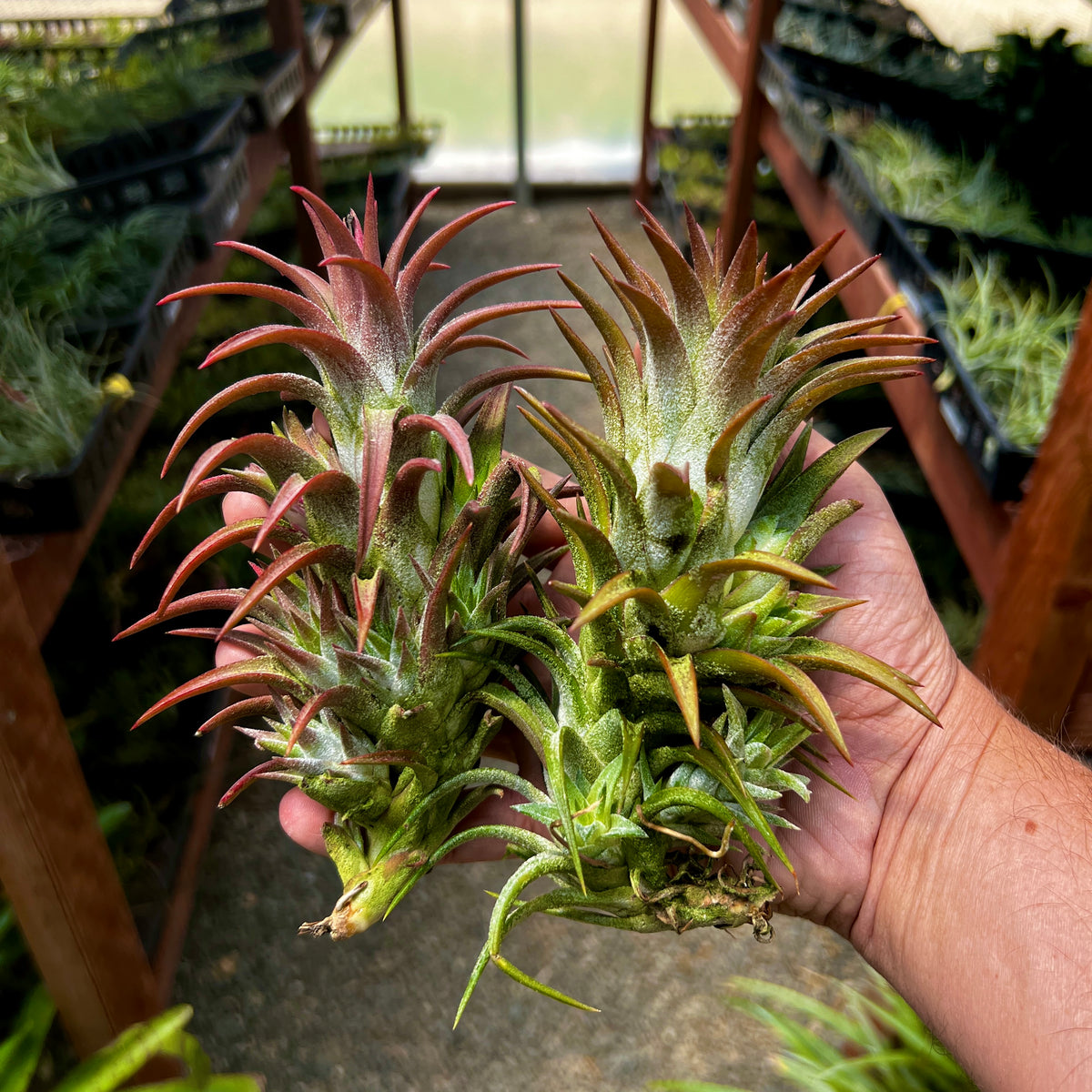 Ionantha Vanhyningii Propagation Clump (No Minimum) ON SALE! – Bulk Air ...