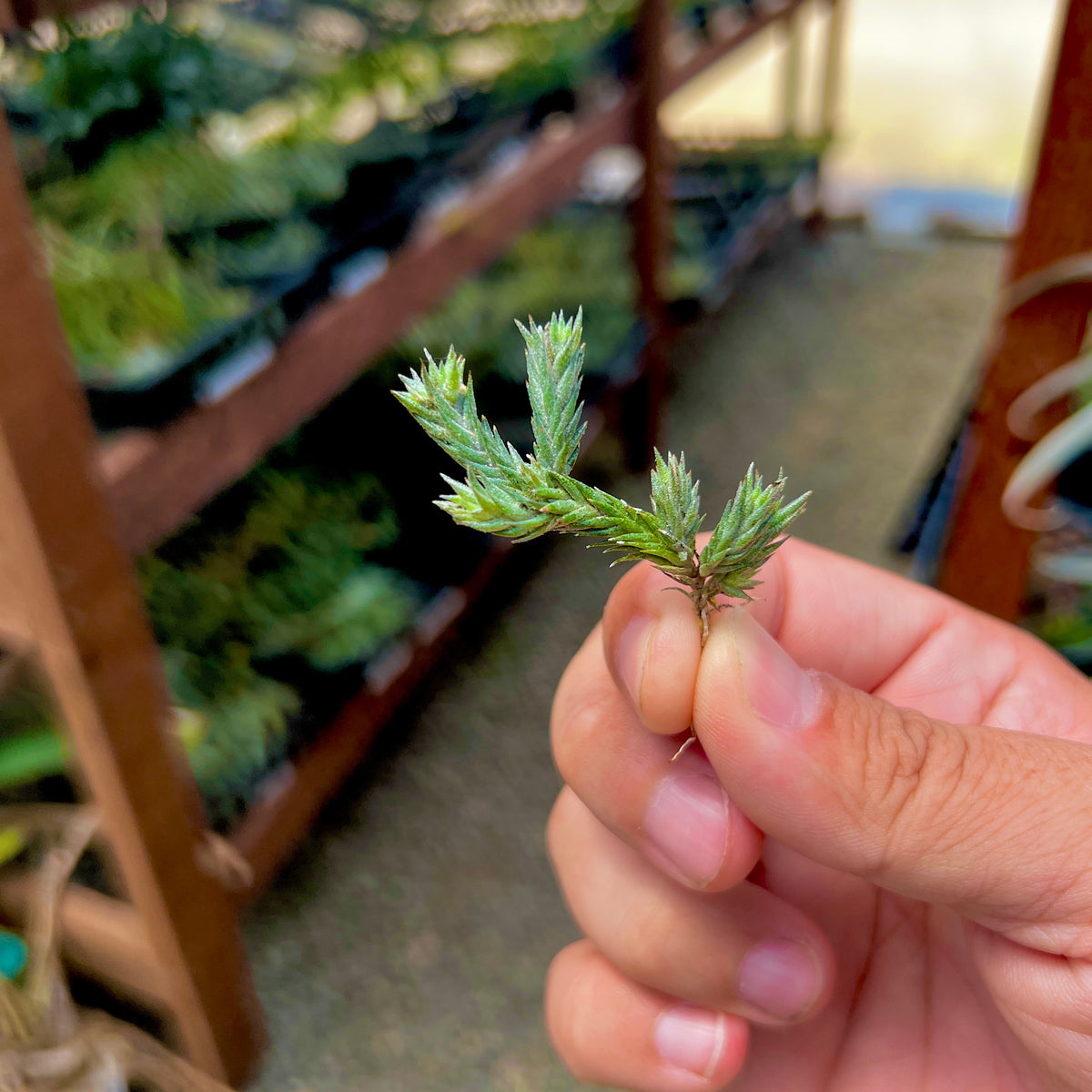 Pedicellata (Minimum Order 5) – Bulk Air Plants