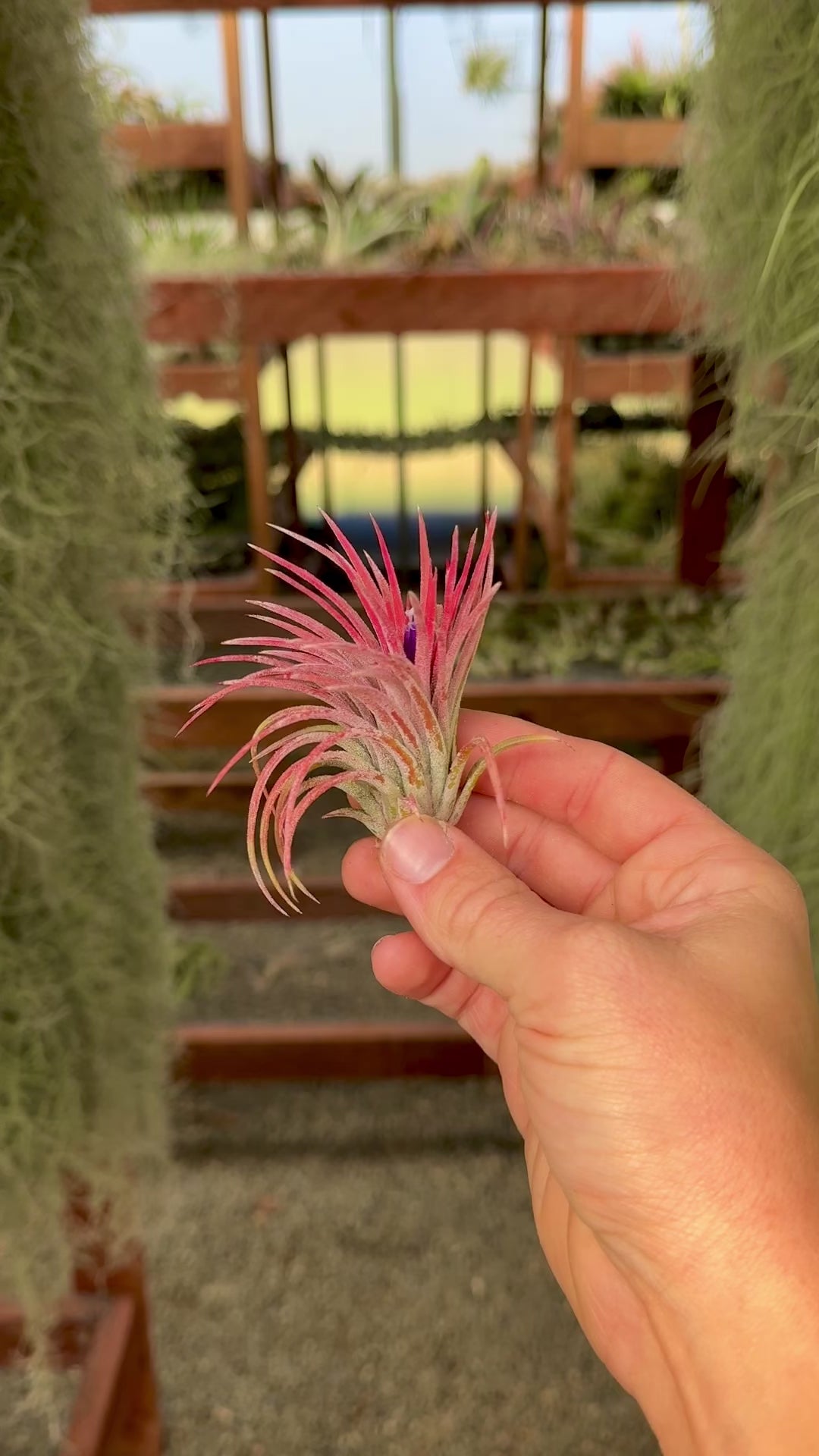 Wholesale Stricta Gray Air Plants – Bulk Air Plants