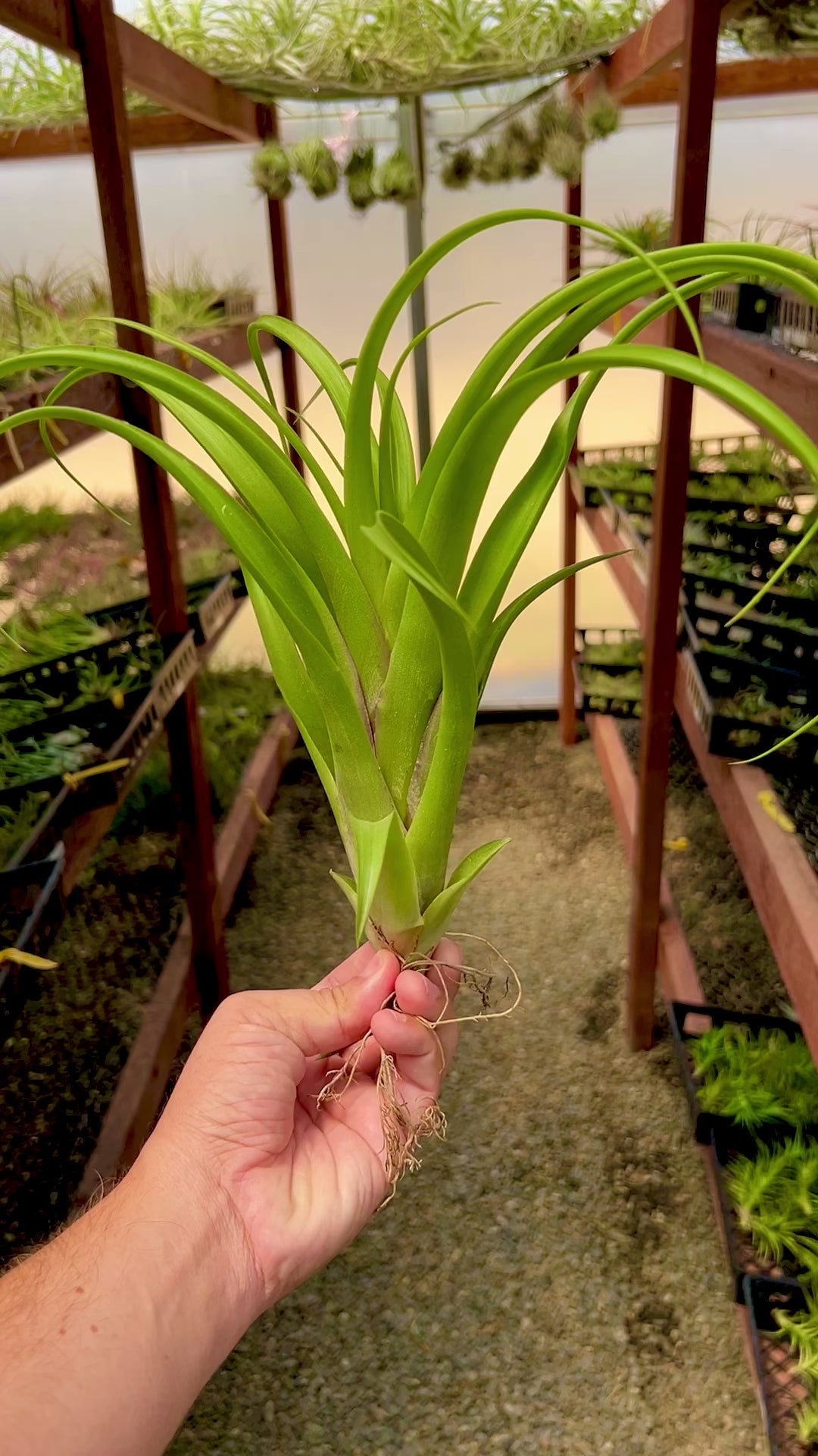 Wholesale Stricta Purple Haze Air Plants Bulk Resale – Bulk Air Plants