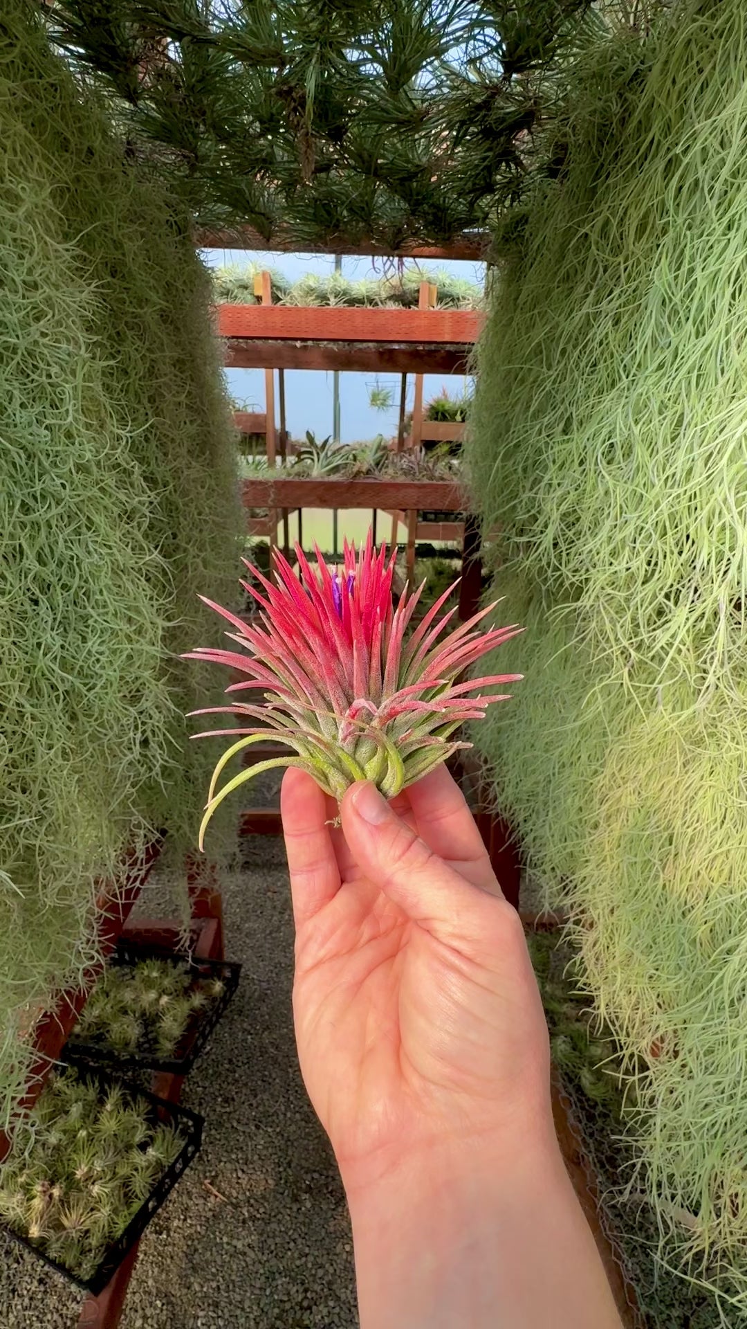 Wholesale Stricta Gray Air Plants – Bulk Air Plants