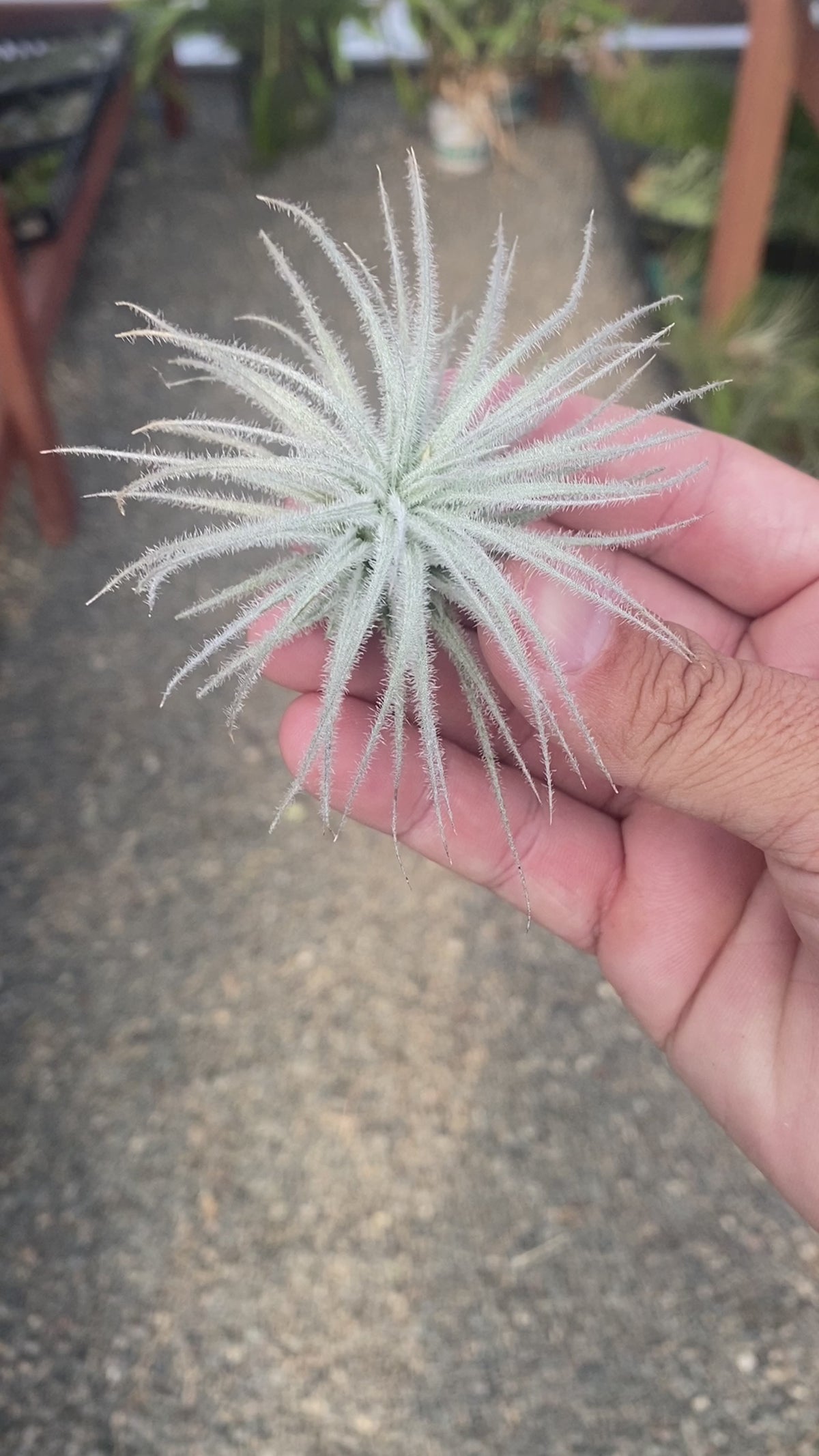 Tectorum Snowball Small (Minimum Order 5) – Bulk Air Plants