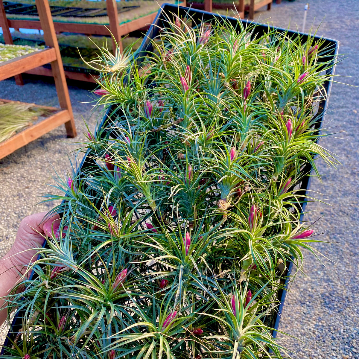 Blooming Assorted Small Air Plant (Minimum Order 5 ) – Bulk Air Plants