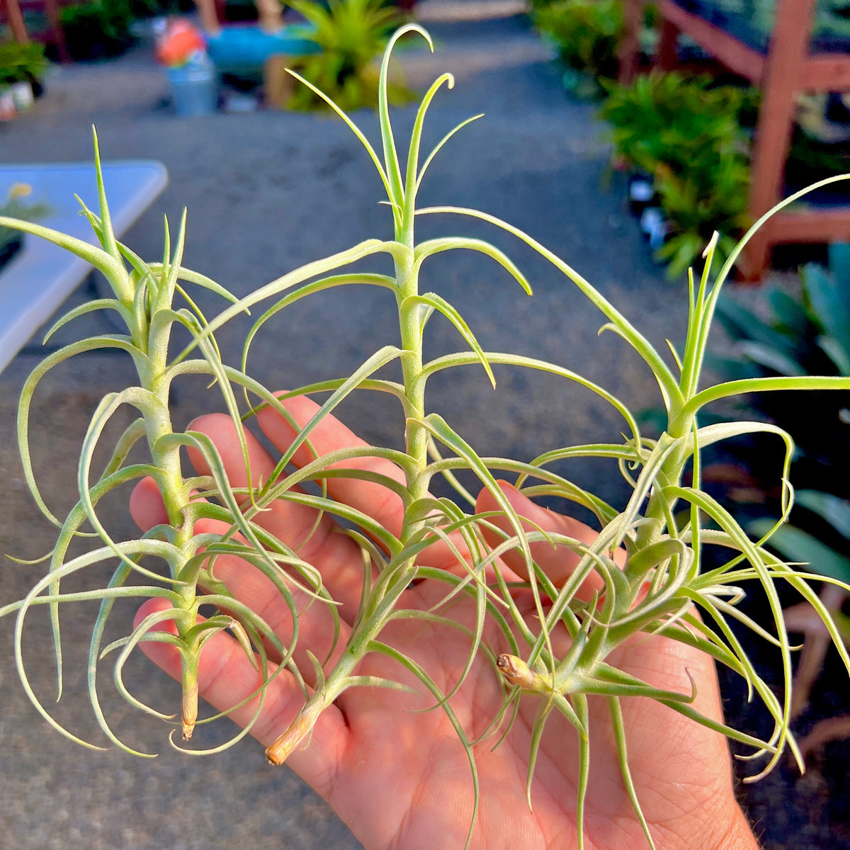 Paleacea X Tectorum (Minimum Order 4) – Bulk Air Plants