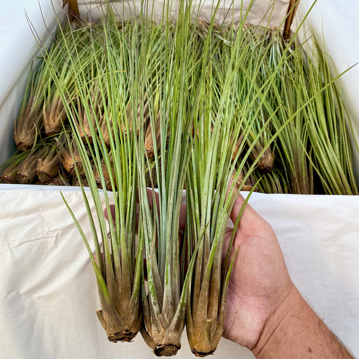 Juncea Large (Minimum Order 5) – Bulk Air Plants