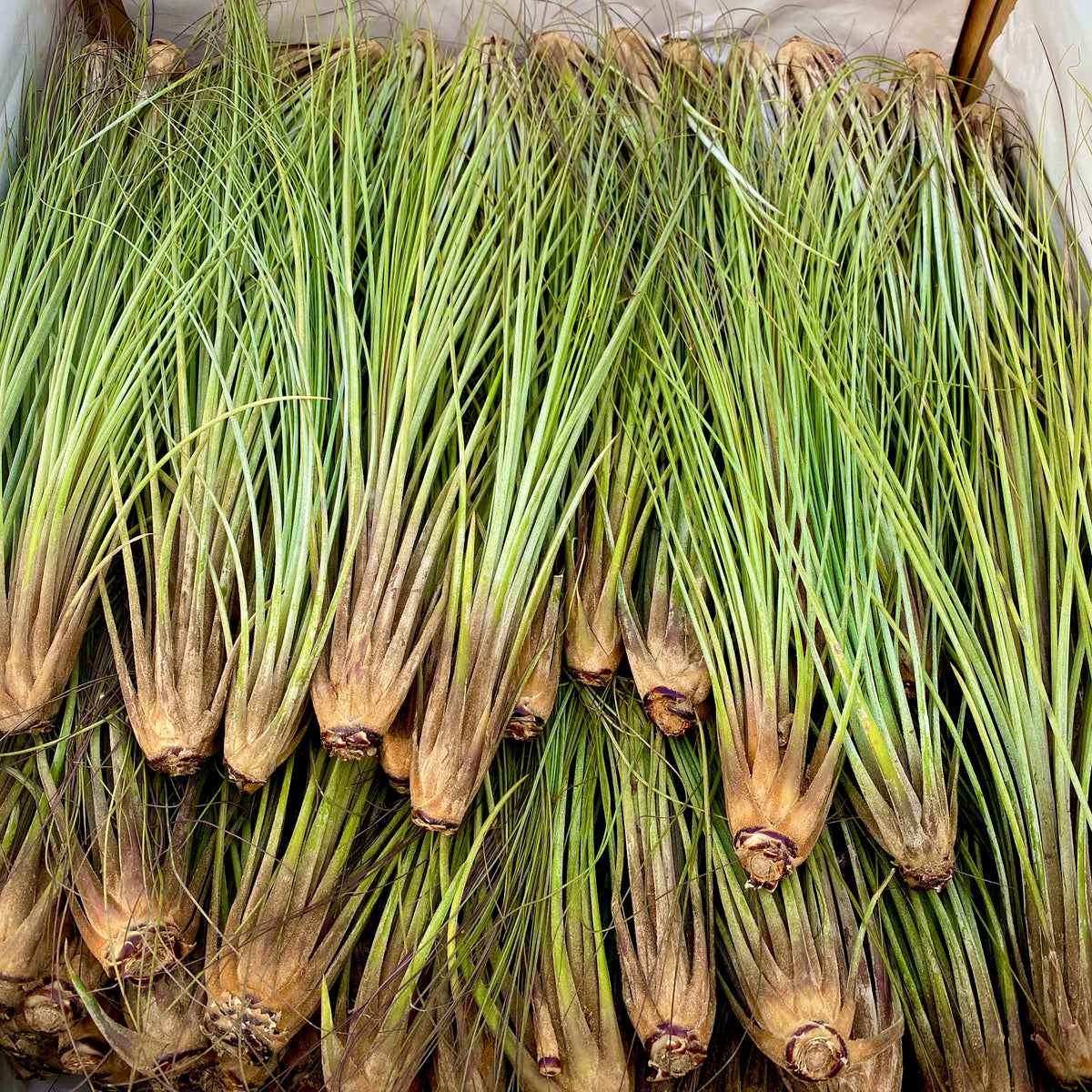 Juncea Large (Minimum Order 5) – Bulk Air Plants