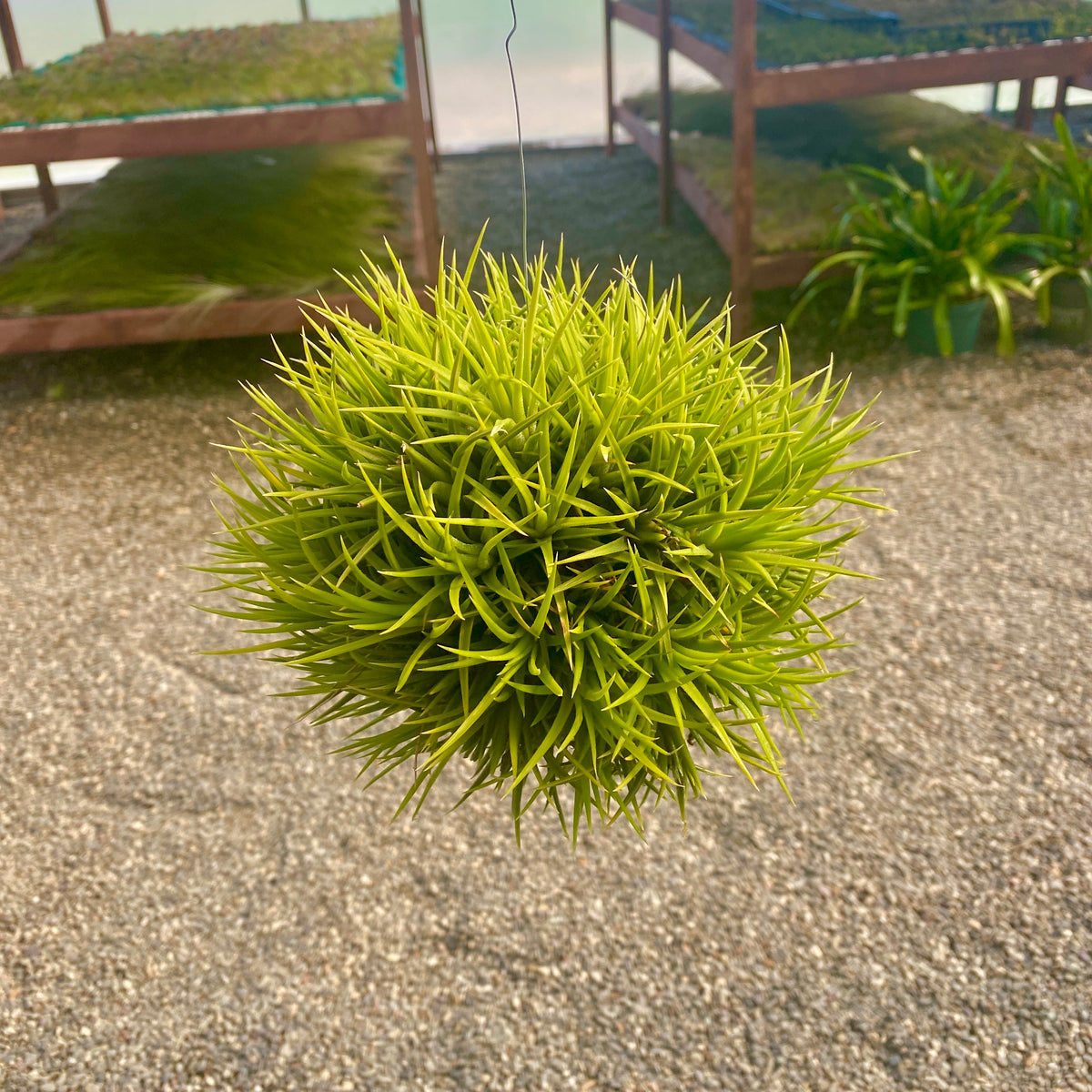 Ionantha Assorted Hanging Clumps (No Minimum) – Bulk Air Plants