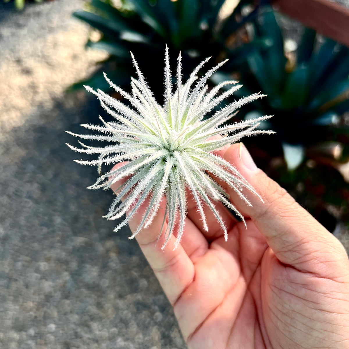 Tectorum Snowball Small (Minimum Order 5) – Bulk Air Plants